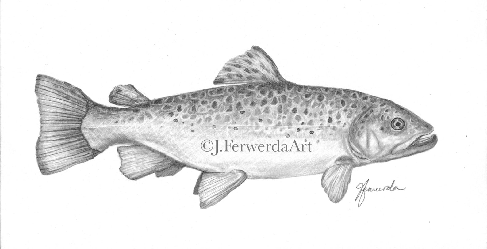 Brown Trout - Pencil Drawing Print - Etsy
