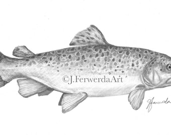 Brown Trout Drawing | Etsy