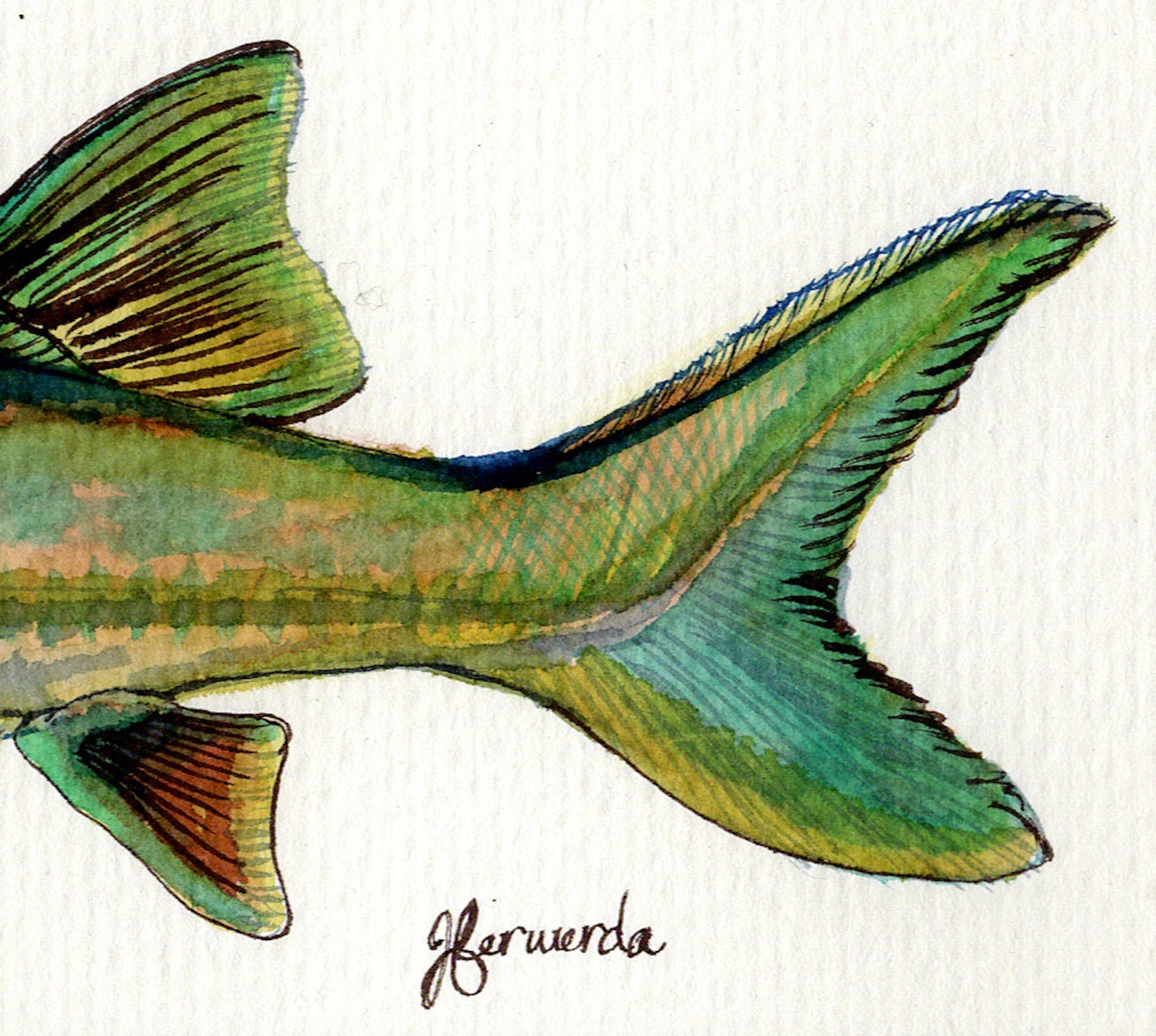 Sturgeon Swim - Ink on Paper Print - Etsy