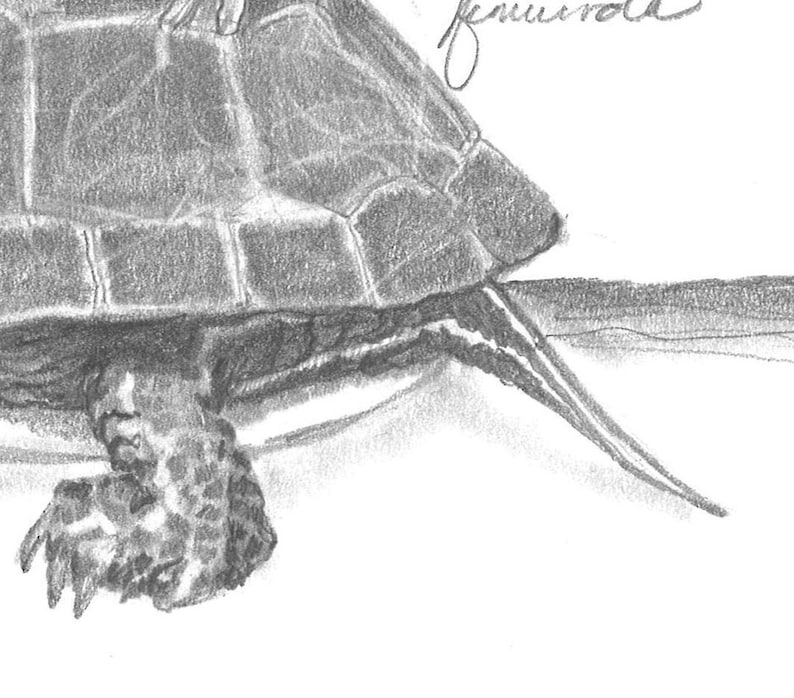 Pencil Drawing Print - Two Turtle Doves Day 344 - Etsy