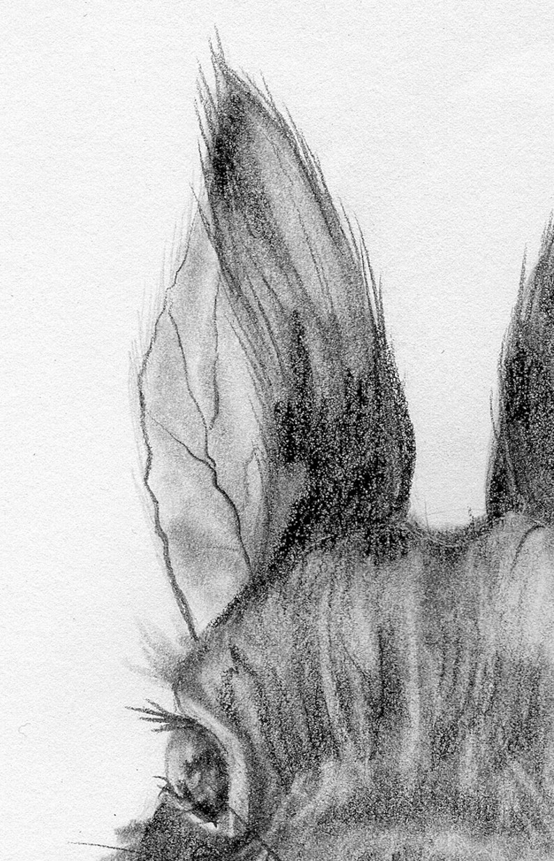 Grumpy Rabbit - Pencil Drawing Print - Etsy
