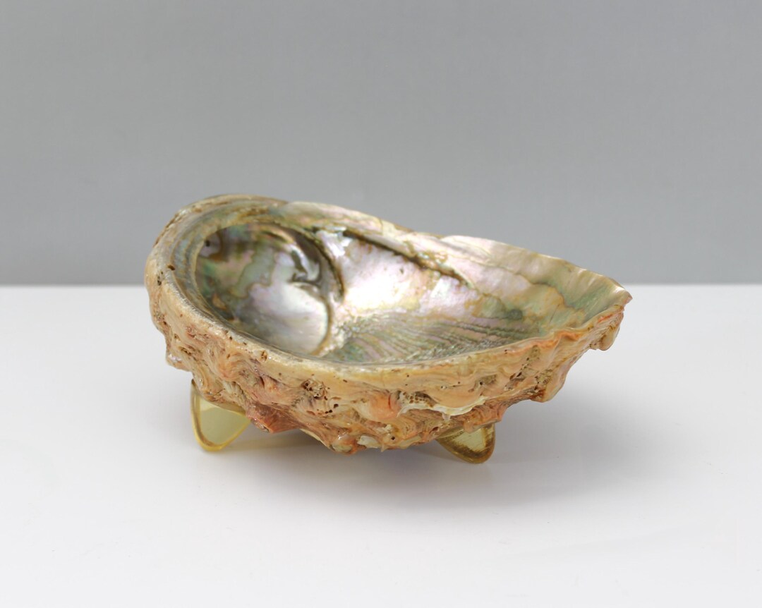 Large Vintage Abalone Shell Bowl Footed Iridescent Natural 8" - Etsy