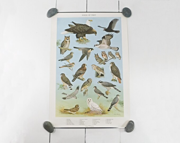 Ned Smith birds of Prey Poster, PA Game Commission, Classroom Chart ...