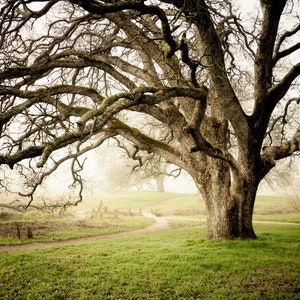Misty Morning, Winter Landscape Photograph on Print, Canvas or Metal ...
