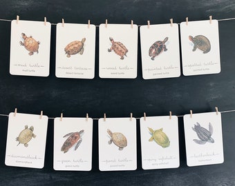 Box Turtles of North America Poster Print | Etsy