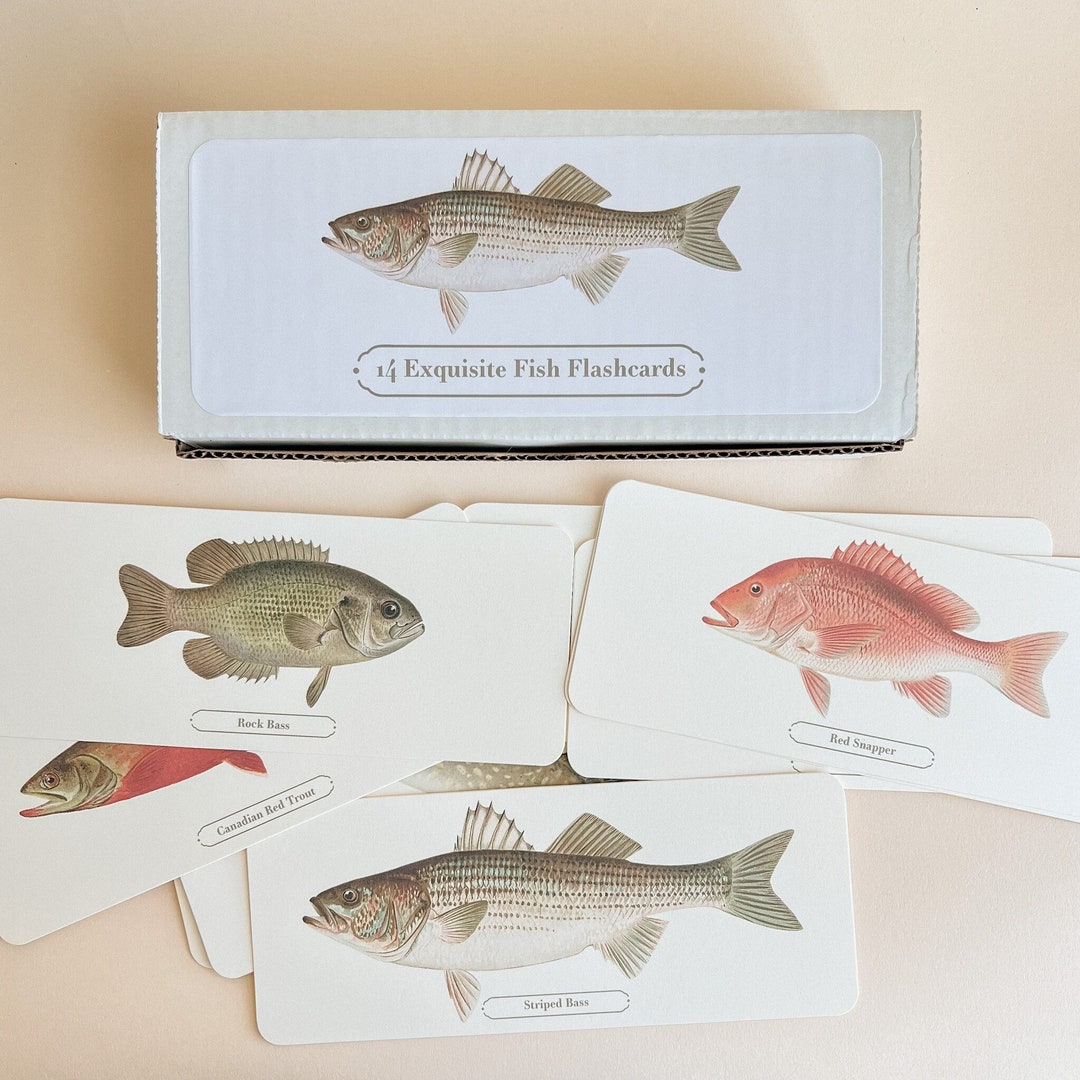 Fish Flashcards 14 Fishing Cards for Learning Fish Identification ...