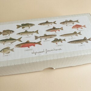 Fish Flashcards 14 Fishing Cards for Learning Fish Identification ...
