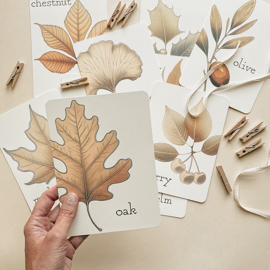 Fall Leaf Cards Classroom Decor, Leaf Identification Flashcards, Heavy ...