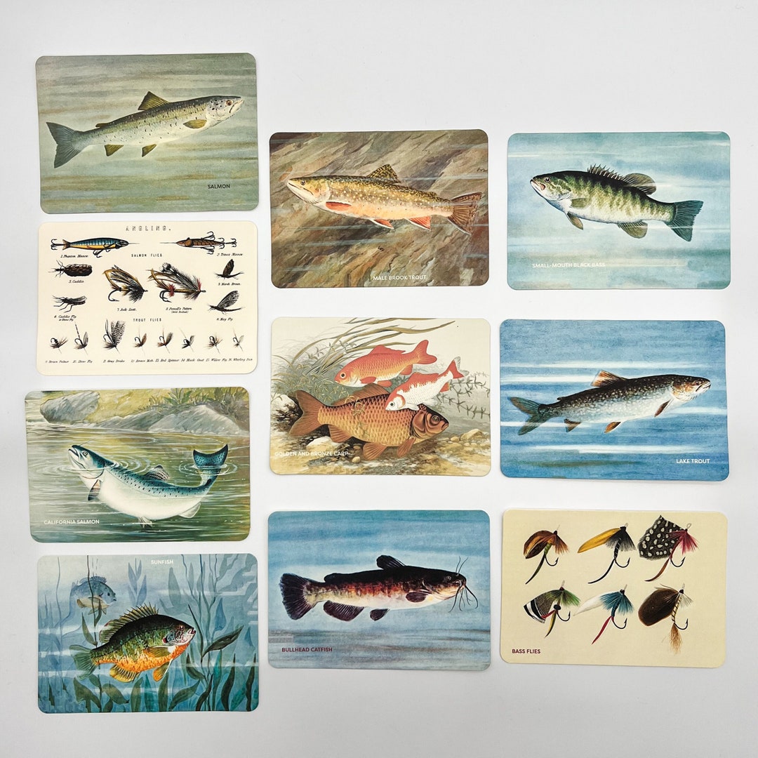 Fish Art Learning Cards 5x7 - Etsy