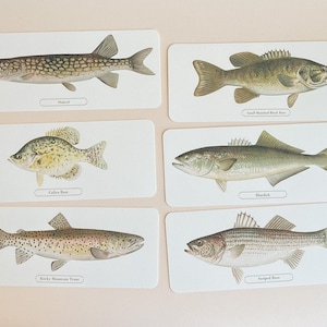 Fish Flashcards 14 Fishing Cards for Learning Fish Identification ...
