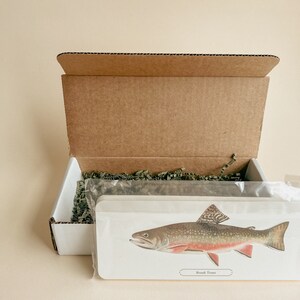 Fish Flashcards 14 Fishing Cards for Learning Fish Identification ...