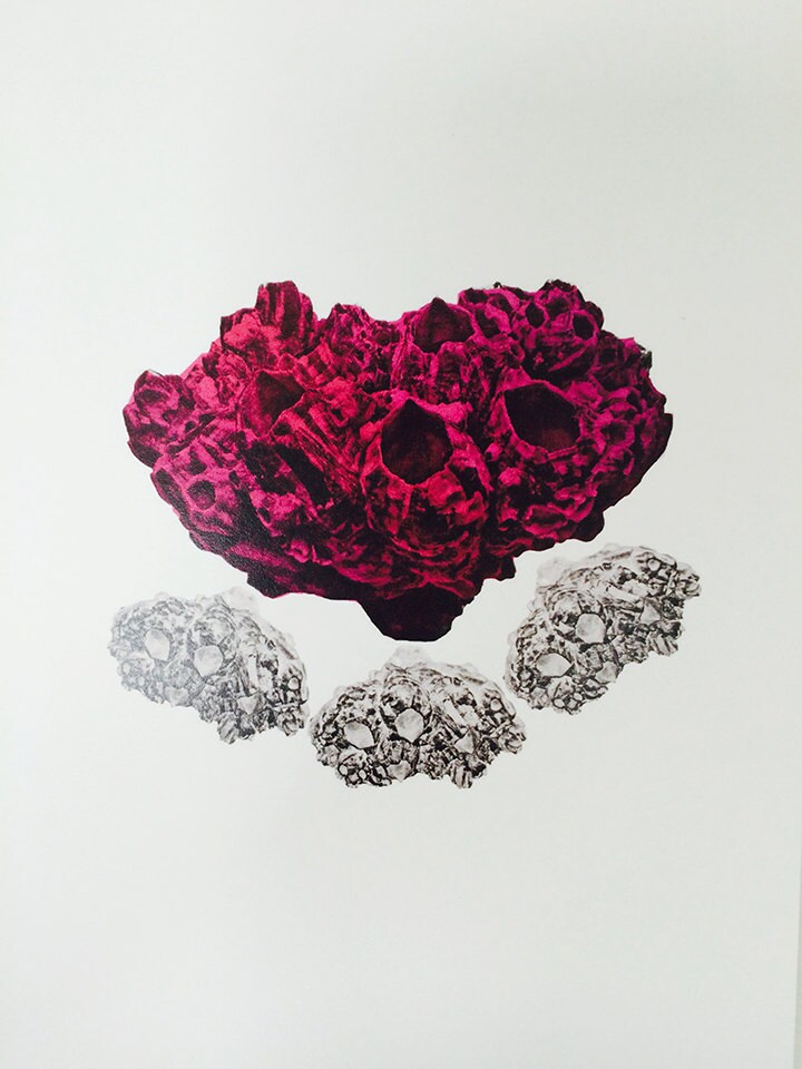 Barnacle Art Card - Etsy