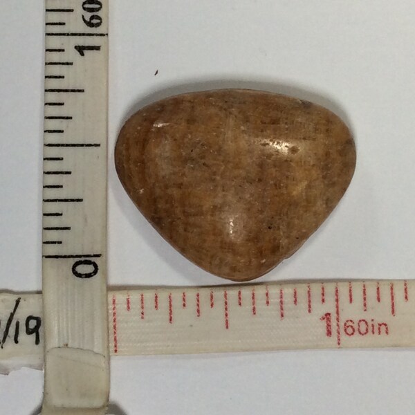 Petrified Bone - Etsy