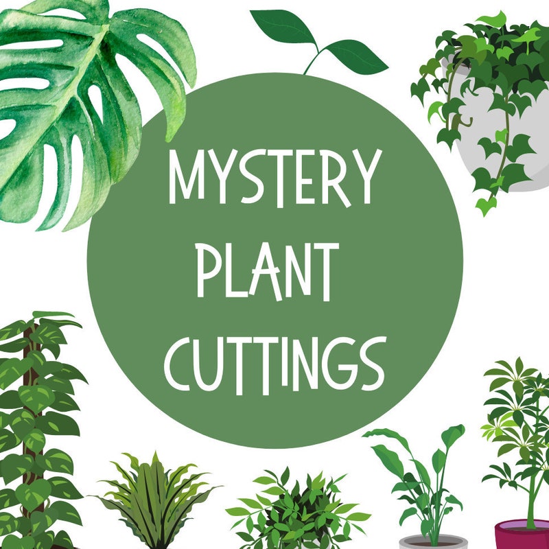 Rooted Mystery Plants - Etsy