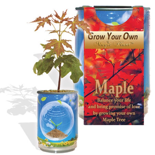 Maple Tree - Etsy