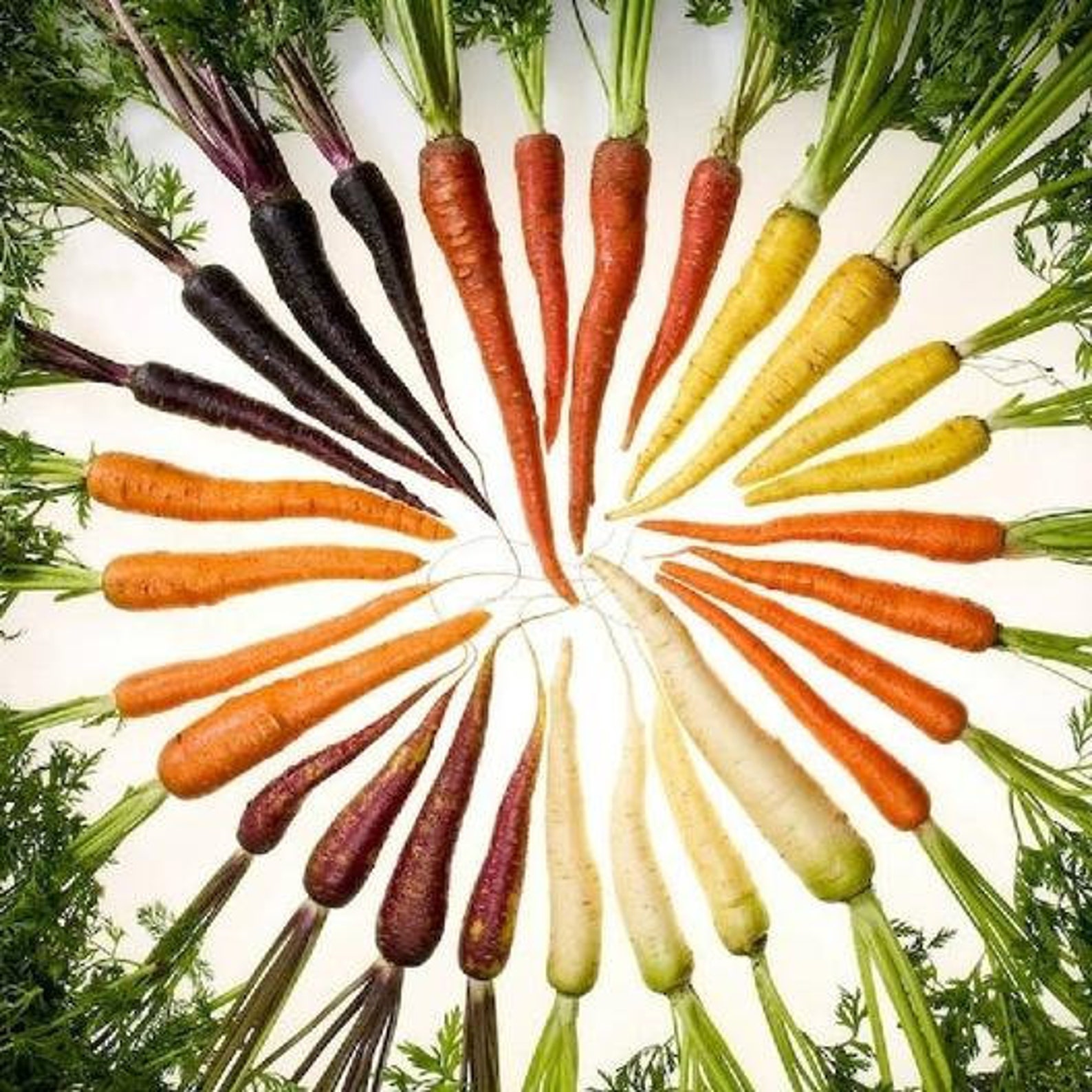 NC Heirloom Lunar White Carrot Seeds Non GMO Vegetable - Etsy