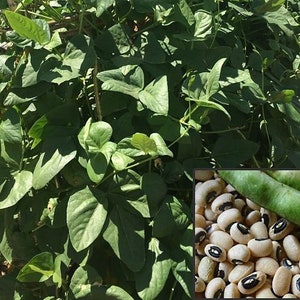 NC Heirloom Pea Seeds - Cowpea Pinkeye Purple Hull Peas Seeds - Non GMO ...