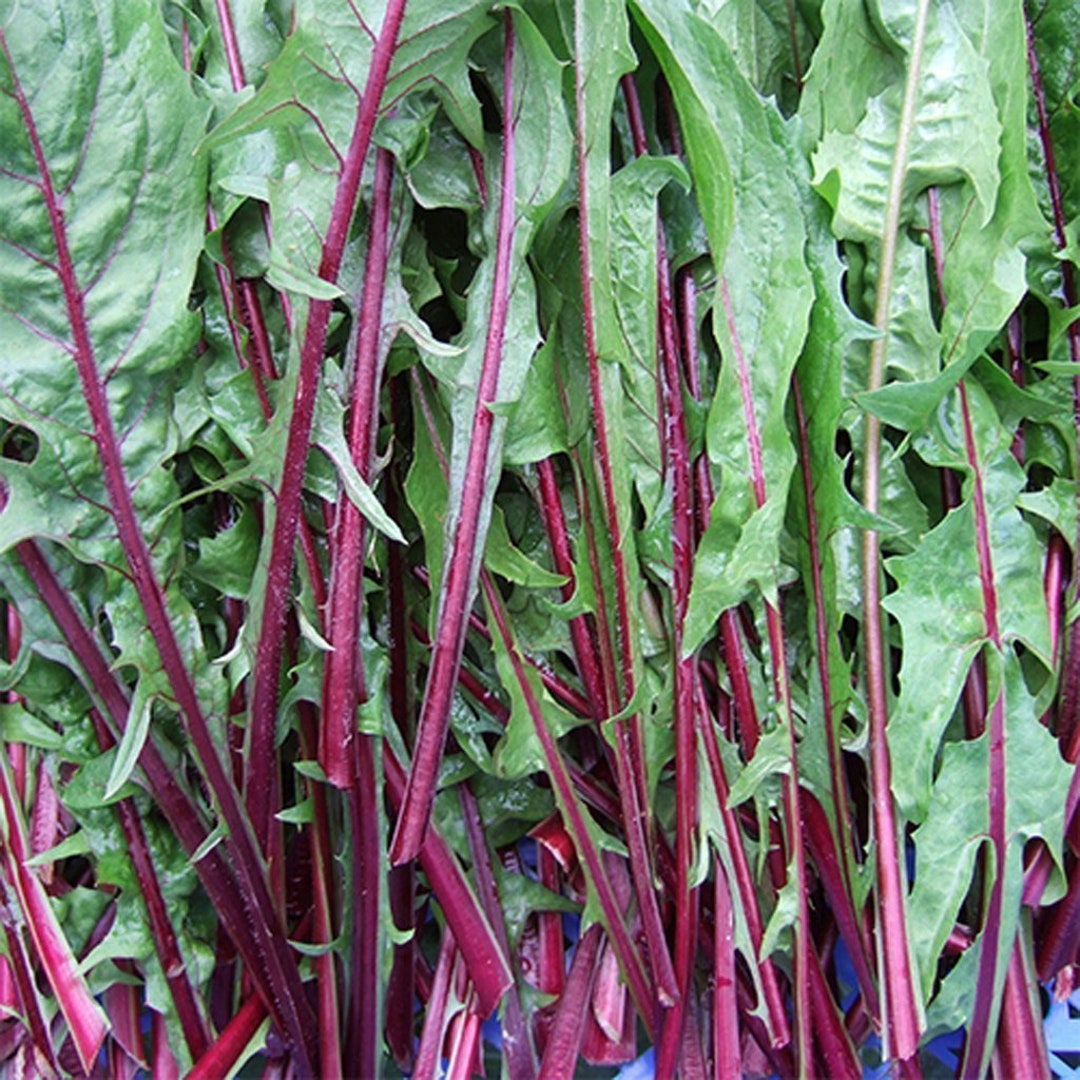 NC Heirloom Dandelion Green Seeds - Italian Red - Vegetable Gardening ...