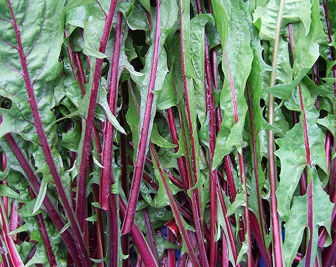 NC Heirloom Dandelion Green Seeds - Italian Red - Vegetable Gardening ...