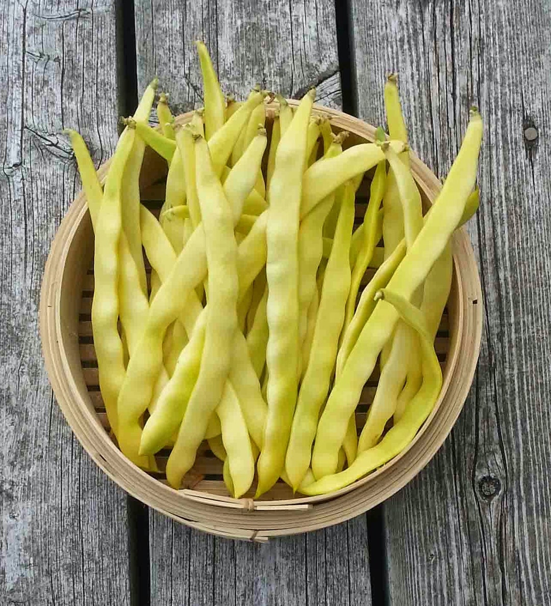 USA Heirloom Bean Seeds - Romano Gold Beans - Non GMO - Vegetable ...