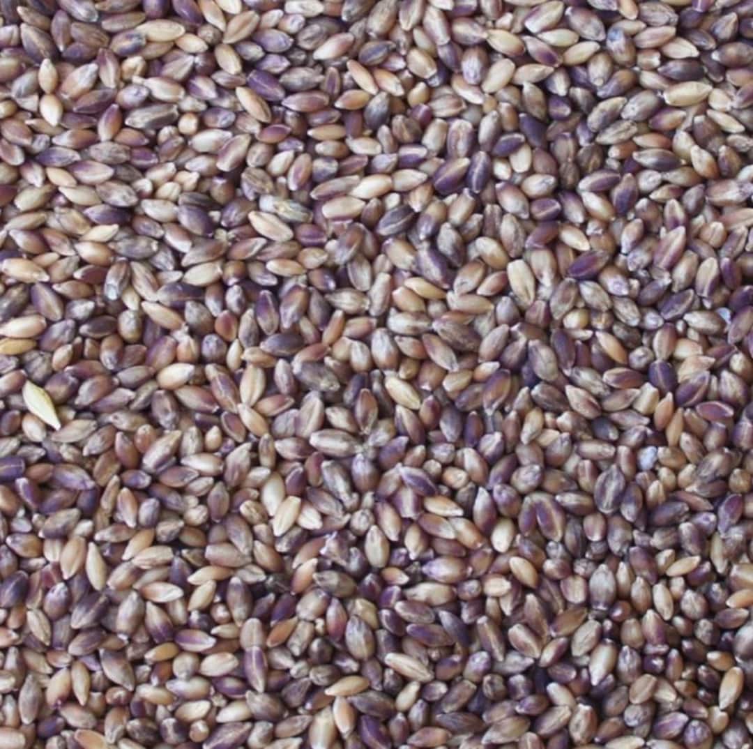 Heirloom Grain Seeds - Barley - Purple Karma - Non GMO - Vegetable ...