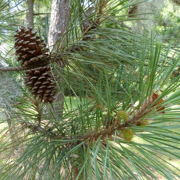 Fast Growing Live Trees - Etsy
