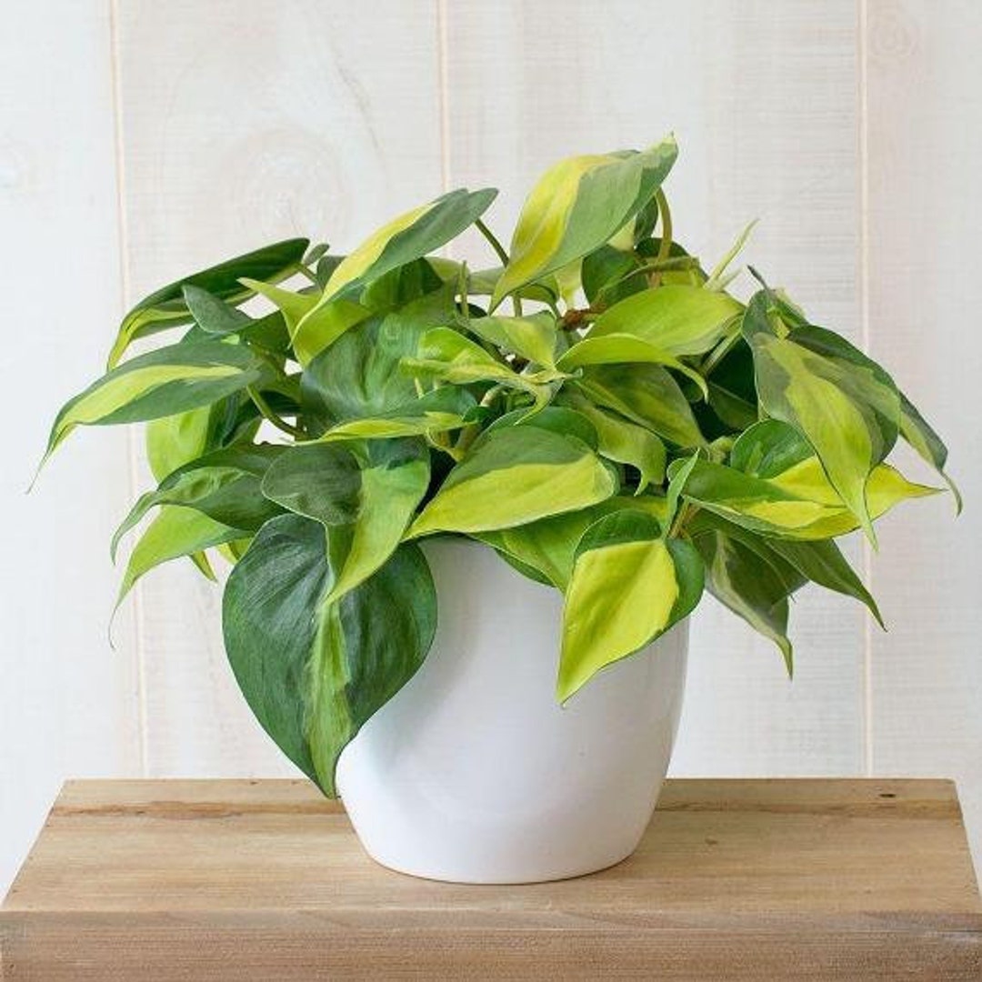 Live Pothos Plant Brazilian Pothos Philodendron Fast & Easy Growing 2 ...