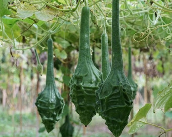 Long Handled Dipper Gourd - NC Heirloom Gourd Seeds -non GMO ...