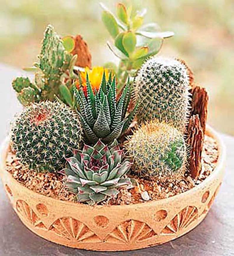 USA Seller Cactus Seeds Mixed Variety Cactus Seeds - Etsy