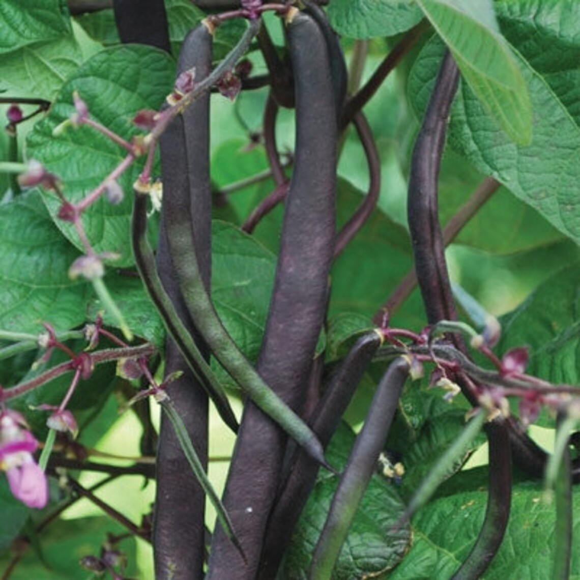 NC Heirloom Bean Seeds Black Turtle Bean Seeds Non GMO - Etsy