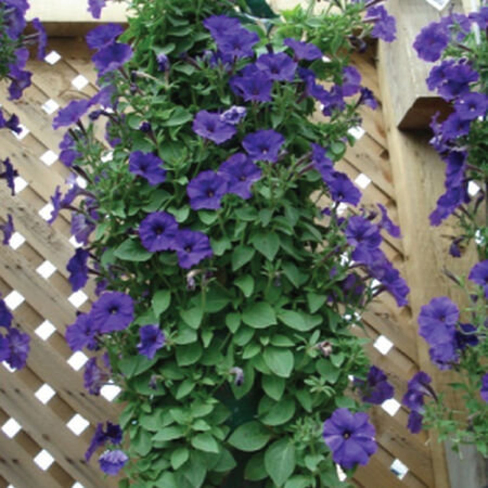 Hanging Grow Bag - Al's Flower Pouch - Wall Planter - Outdoor Gardening ...