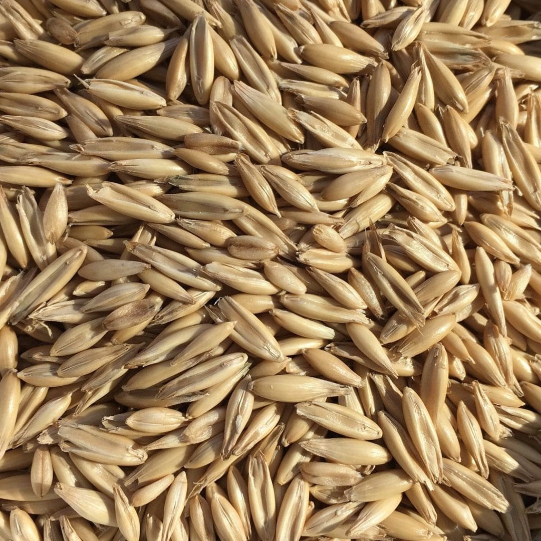 Heirloom Grain Seeds - Common Oats - Ancient Grains - Non GMO ...