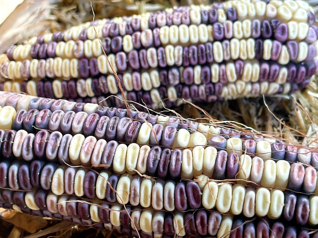 Cherokee White Eagle Corn Seeds - NC Heirloom Corn Seeds - Non GMO ...