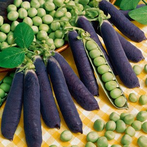 Blue Podded Shelling Pea Seeds - NC Heirloom Pea Seeds - Non GMO ...