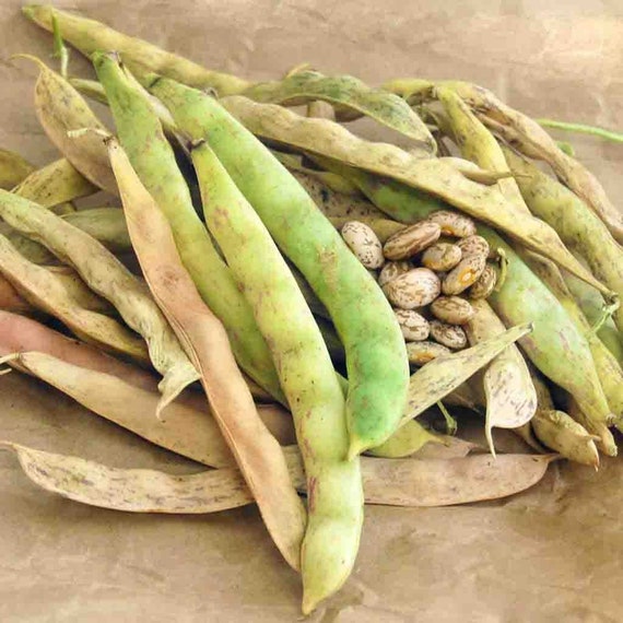 NC Heirloom Pinto Bean Seeds Non GMO Open Pollinated | Etsy