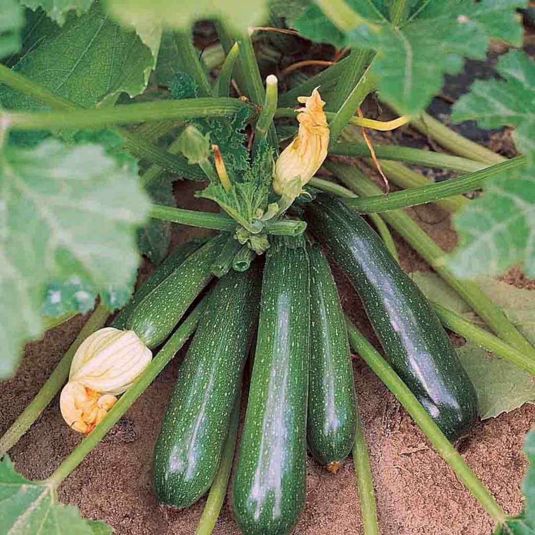 NC Heirloom Zucchini Squash Seeds - Black Beauty - Non GMO - Vegetable ...