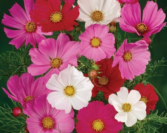 Flower Seed Mix Seeds Cosmos Seeds sensation - Etsy