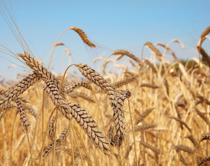 USA Heirloom Wheat Seeds White Sonora Wheat Non GMO Vegetable Gardening ...