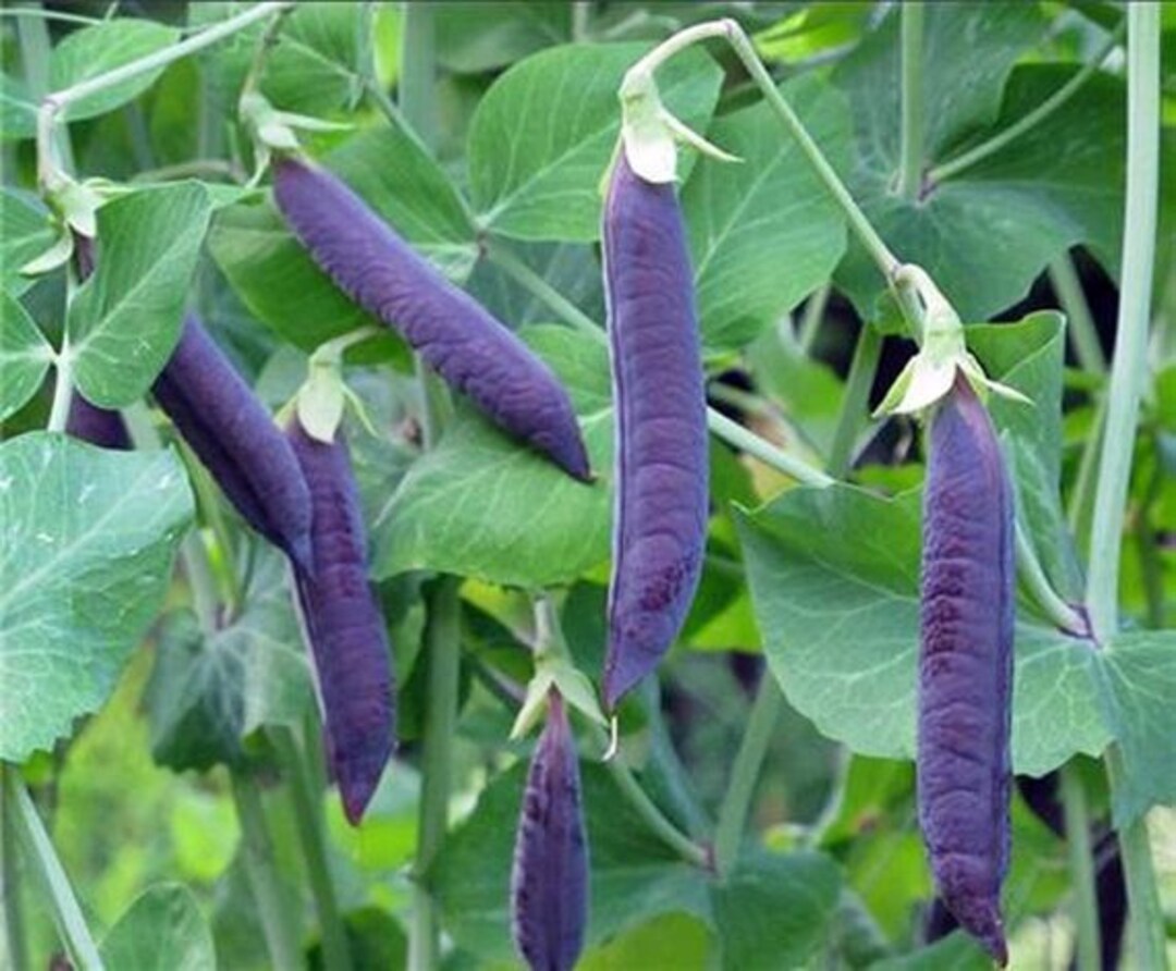Blue Podded Shelling Pea Seeds - NC Heirloom Pea Seeds - Non GMO ...