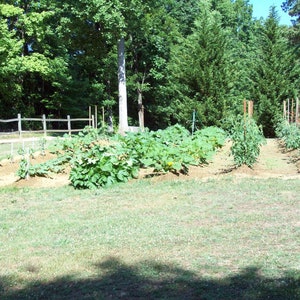 NC Heirloom Okra Seeds - Rainbow Fiesta - Non GMO - Vegetable Gardening ...