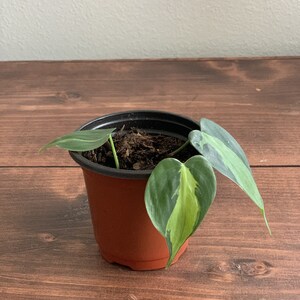 Live Pothos Plant Brazilian Pothos Philodendron Fast & Easy Growing 2 ...