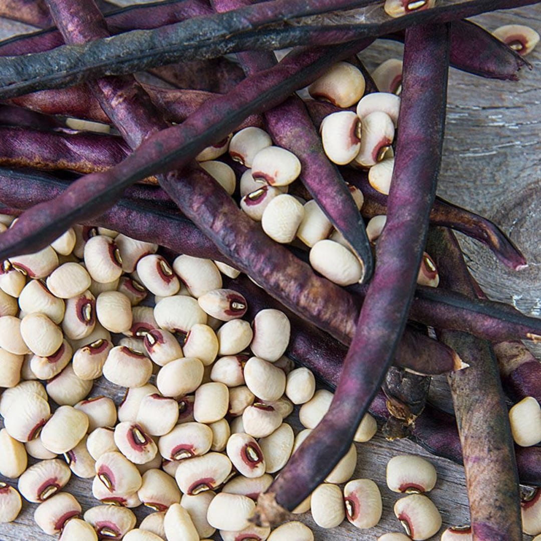 NC Heirloom Pea Seeds - Cowpea Pinkeye Purple Hull Peas Seeds - Non GMO ...