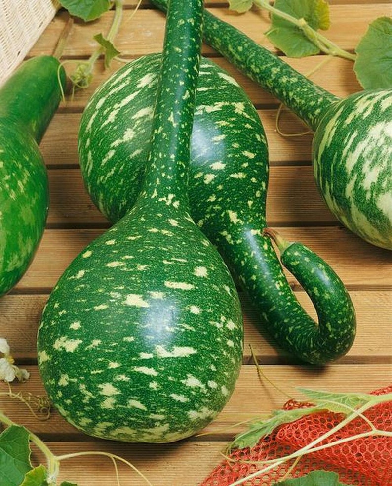 Long Handled Dipper Gourd - NC Heirloom Gourd Seeds -non GMO ...