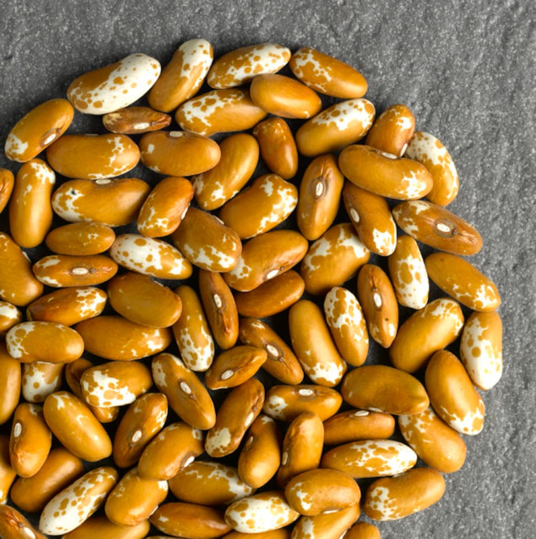 Heirloom Jacob's Cattle Gold Bean Seeds - Open Pollinated - Non GMO ...