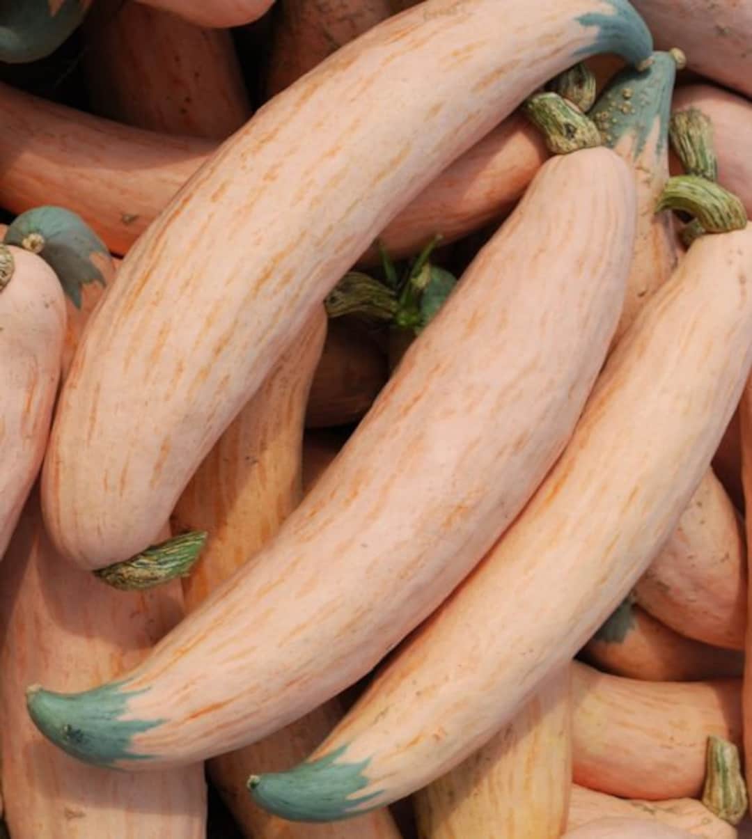 NC Heirloom North Georgia Candy Roaster Squash Seeds - Non GMO ...