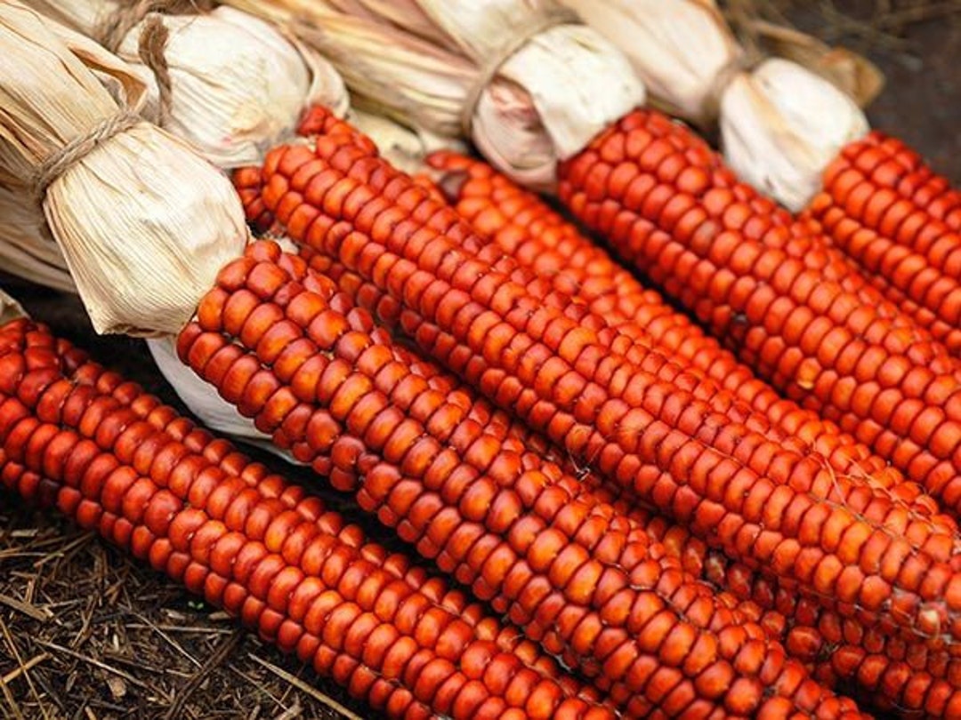 NC Heirloom Corn Seeds - Atomic Orange - Non GMO - Open Pollinated ...