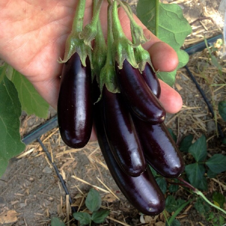 NC Heirloom Little Fingers Eggplant Seeds - Open Pollinated - Non GMO ...