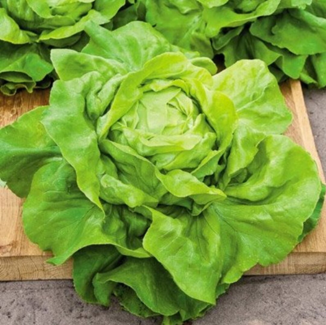 NC Heirloom Lettuce Seeds - Bibb Lettuce - Open Pollinated - Non GMO ...
