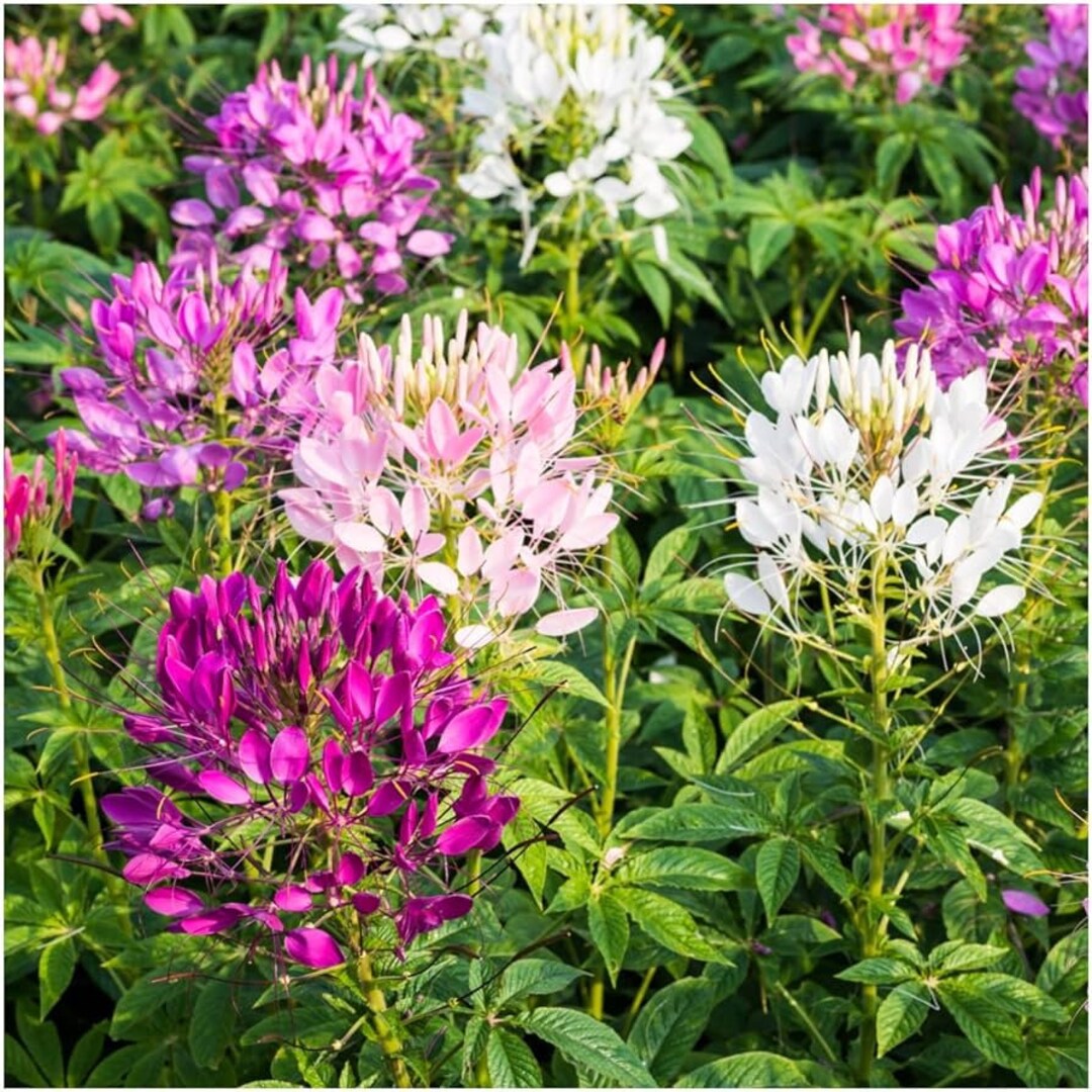 Heirloom Flower Seeds - Spider Flower Mix - Annual Flowers - Pollinator ...