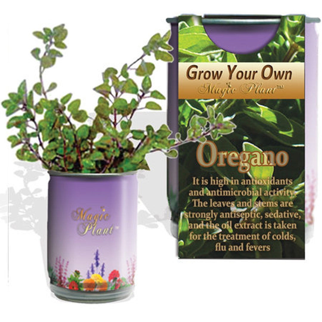 Oregano Grow Kit - Kids Educational Grow Kit - Easy Care - Herb Kitchen ...